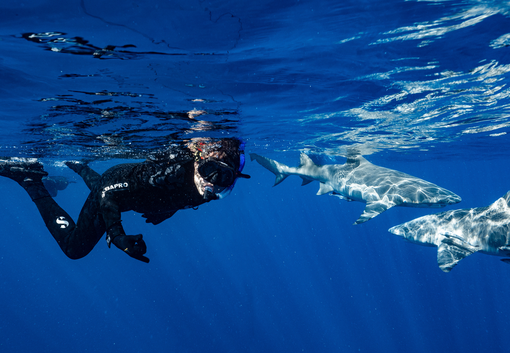 SHARK SCUBA DIVING | CALYPSO DIVE CHARTERS | SCUBA DIVE CHARTERS ...