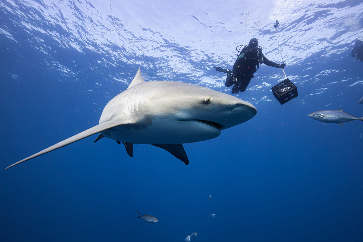 SHARK SCUBA DIVING | CALYPSO DIVE CHARTERS | SCUBA DIVE CHARTERS ...