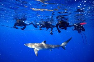 SHARK SNORKELING TRIPS | CALYPSO DIVE CHARTERS | SCUBA DIVE CHARTERS ...